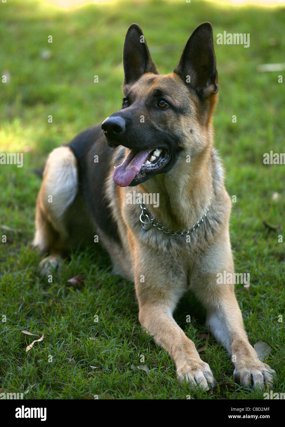 German shepherd on grass lawn Stock Photo - Alamy