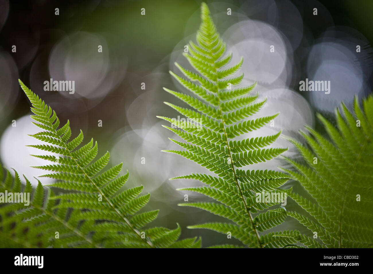 Fern tree leaves Stock Photo - Alamy