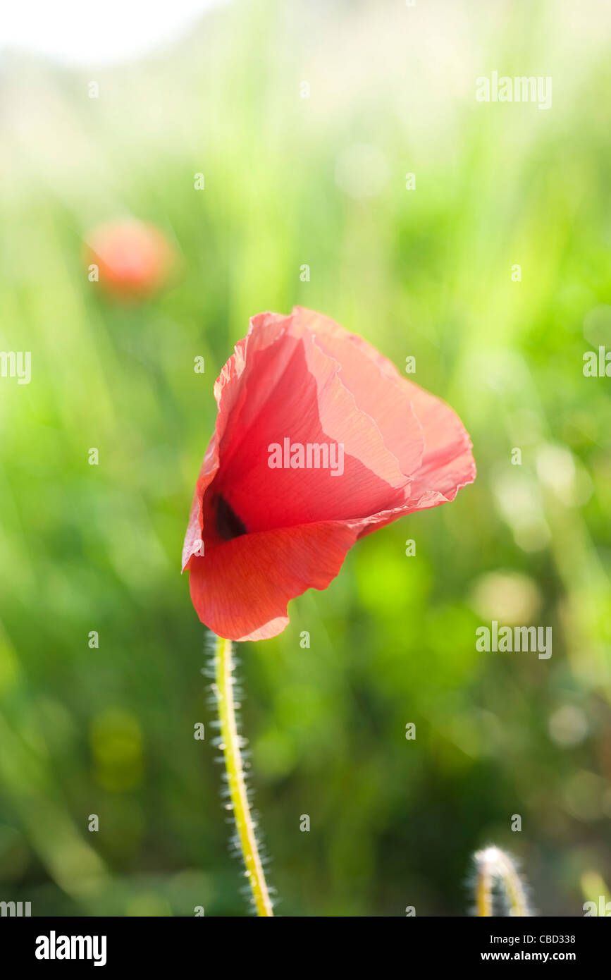 Poppy growing in field Stock Photo - Alamy