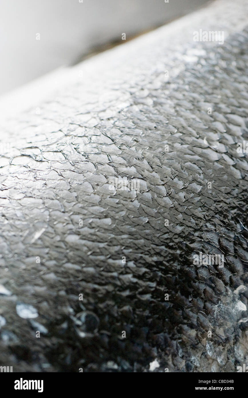 Fish scales, close-up Stock Photo - Alamy