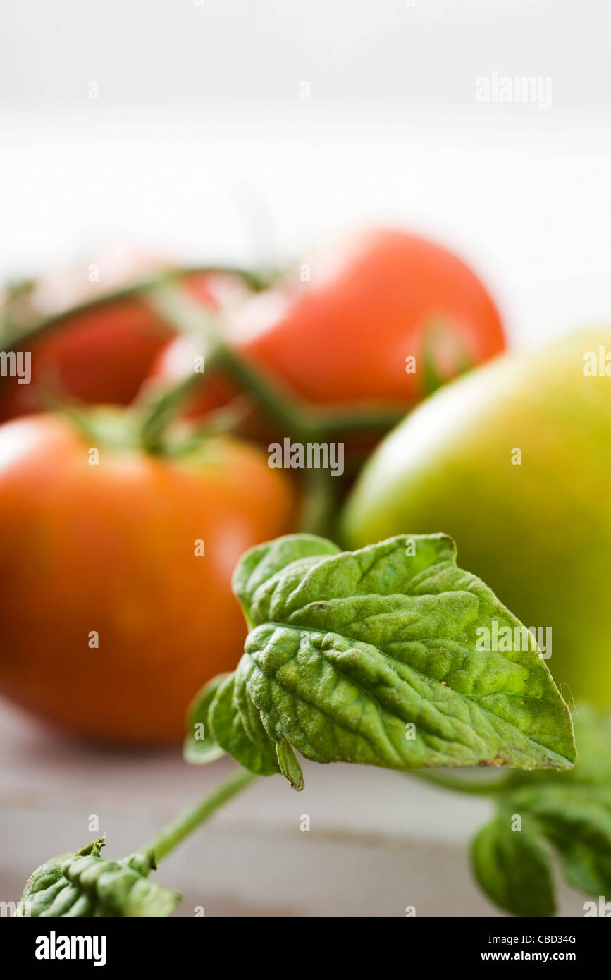 Close up of tomatoes background hi-res stock photography and images - Alamy