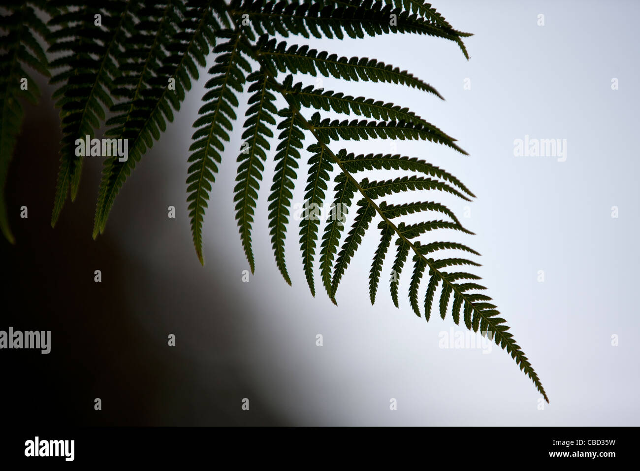 Fern tree leaves Stock Photo - Alamy