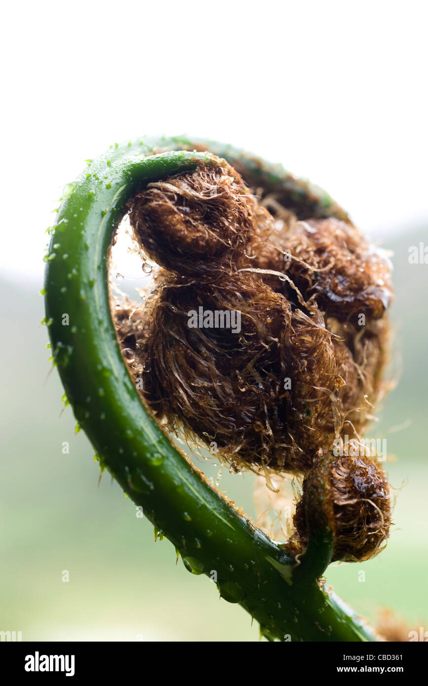 Fern fiddlehead, close-up Stock Photo - Alamy