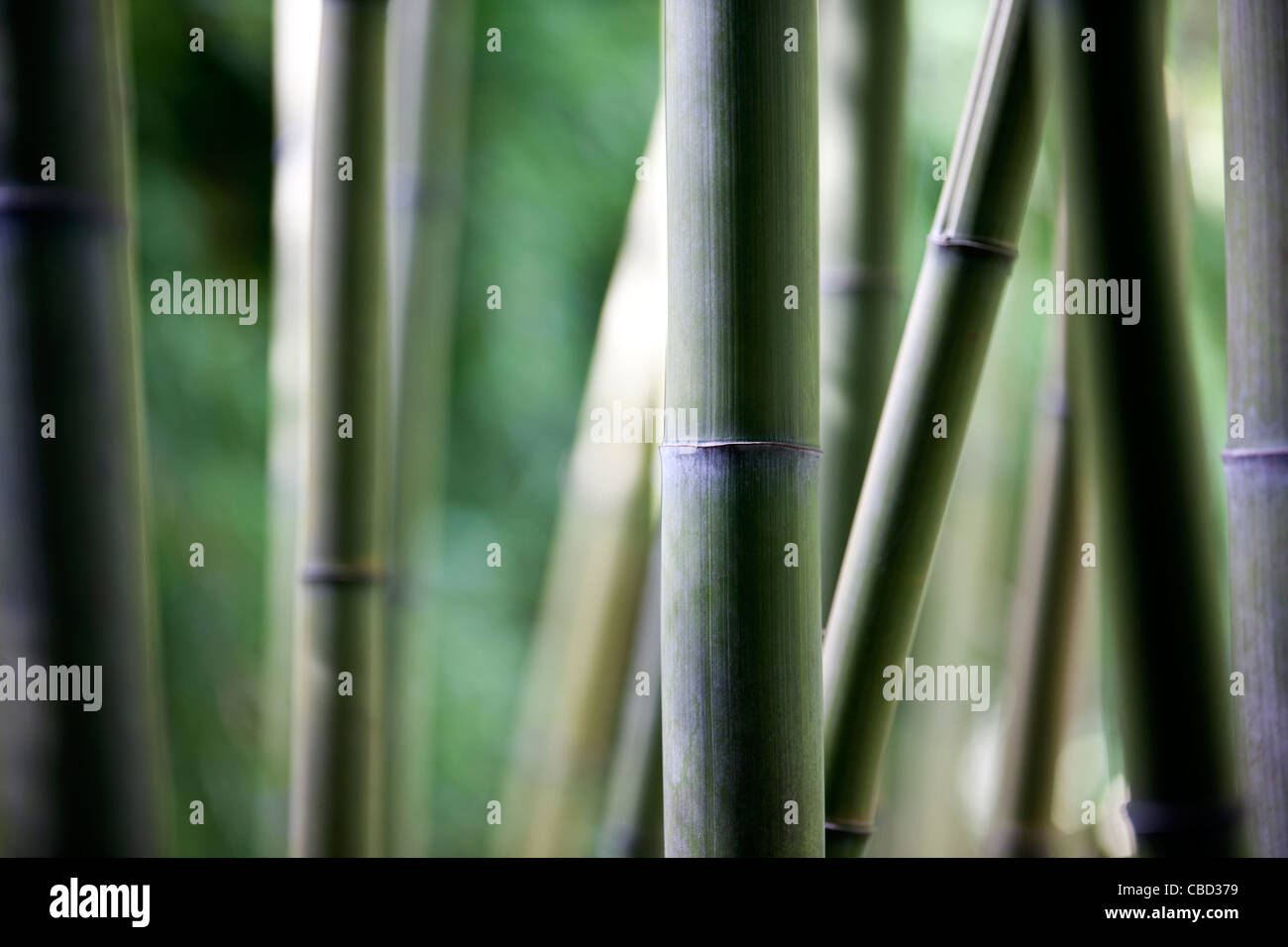 Evergreen Bamboo Bamboos Stock Photos & Evergreen Bamboo Bamboos Stock ...