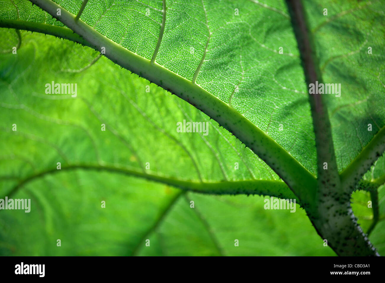 Gunnera manicata leaf hi-res stock photography and images - Alamy