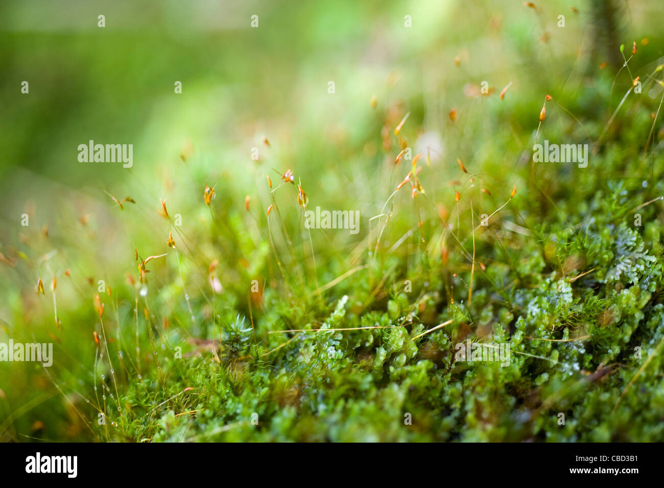 Mosses images hi-res stock photography and images - Alamy