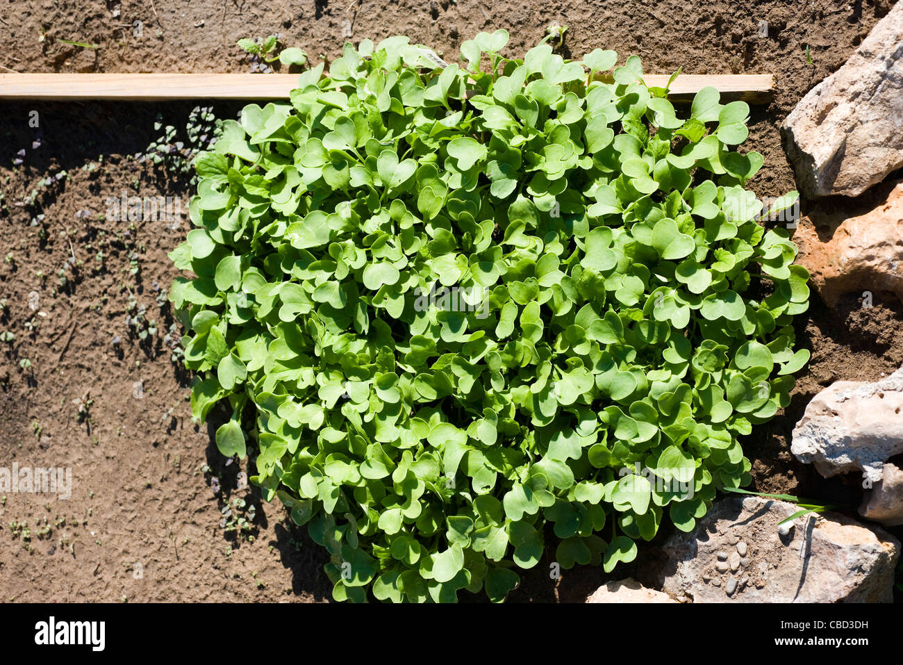 Radish sprouts growing Stock Photo - Alamy