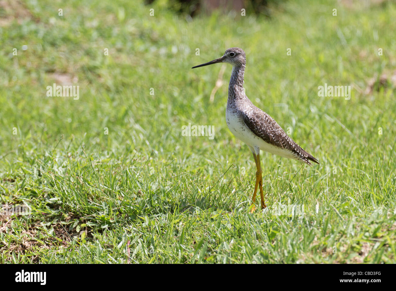 Lesser Yellowlegs. Tringa flavipes Stock Photo - Alamy