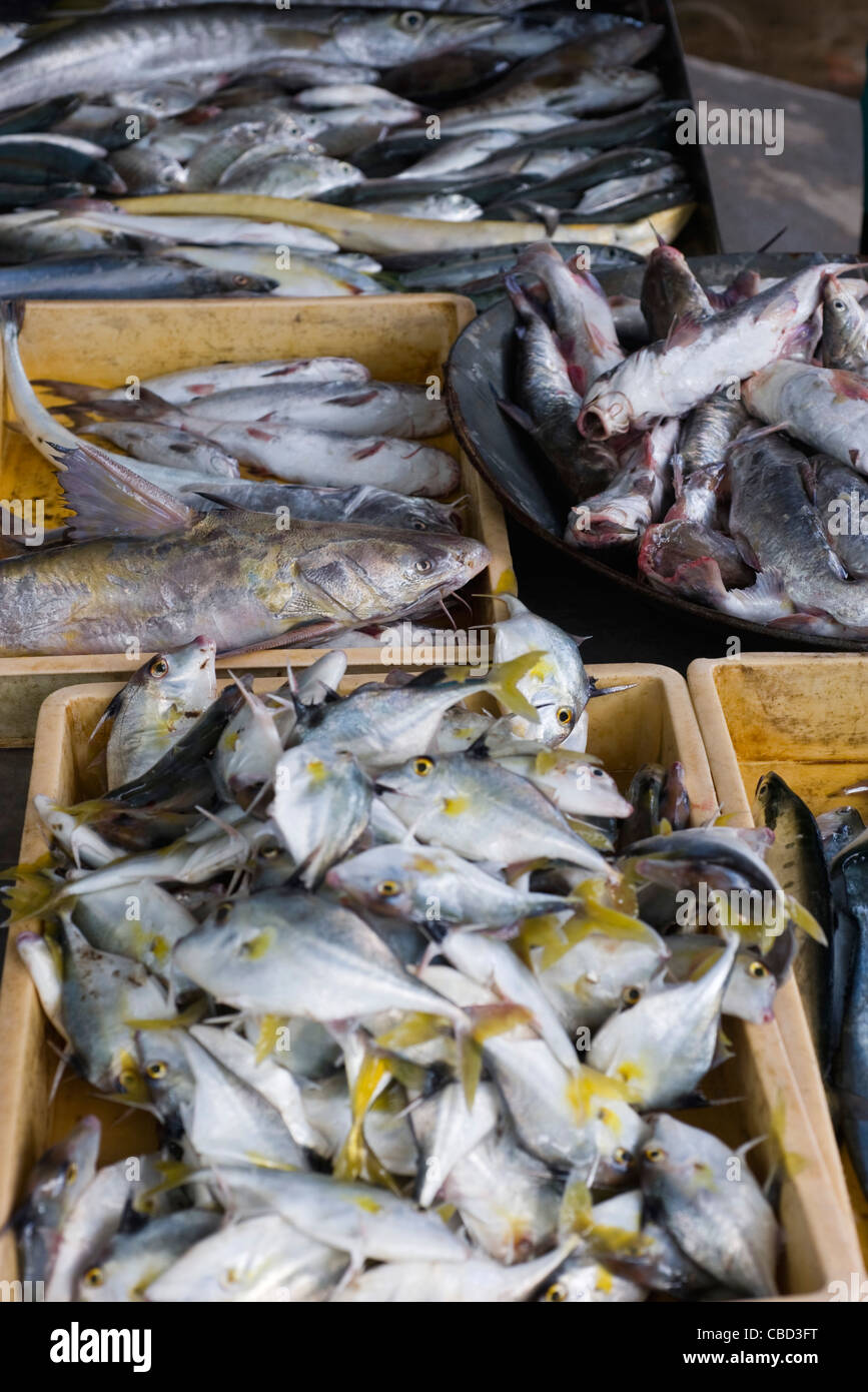 Market fish crate hi-res stock photography and images - Alamy
