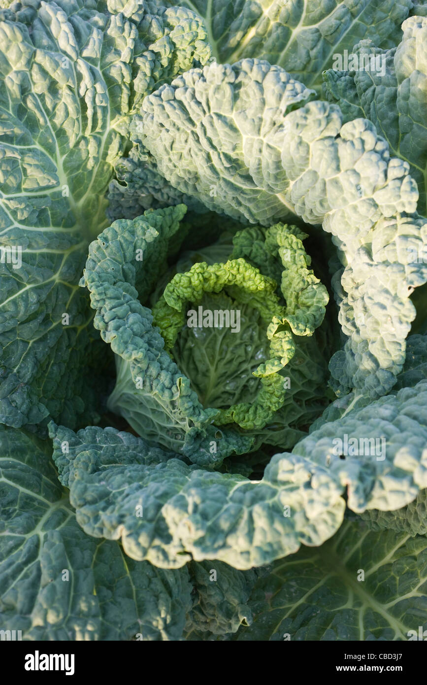 Savoy cabbage heads hi-res stock photography and images - Alamy