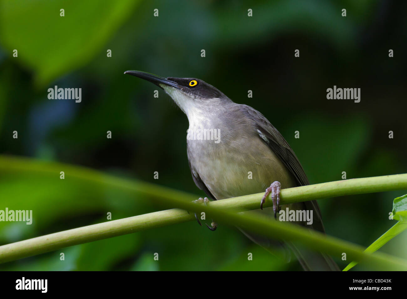 Trembler High Resolution Stock Photography and Images - Alamy