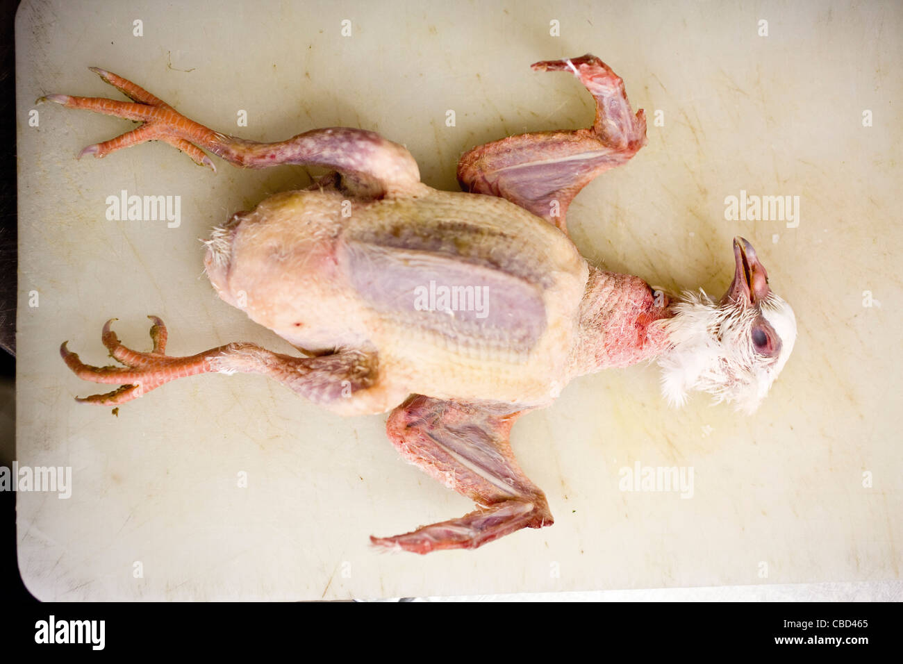 Fresh raw squab Stock Photo - Alamy