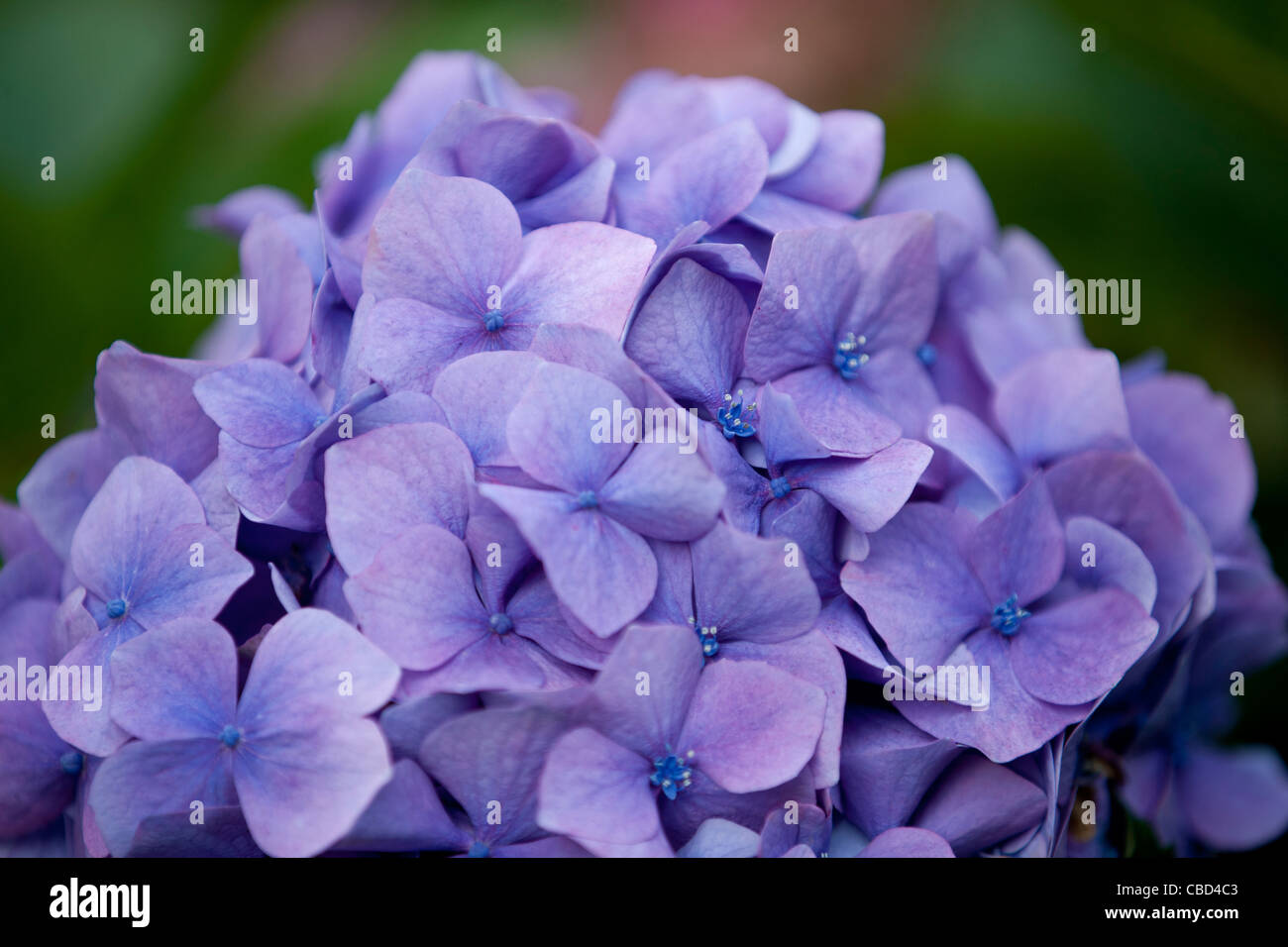 A purple Hydrangea flower Stock Photo - Alamy