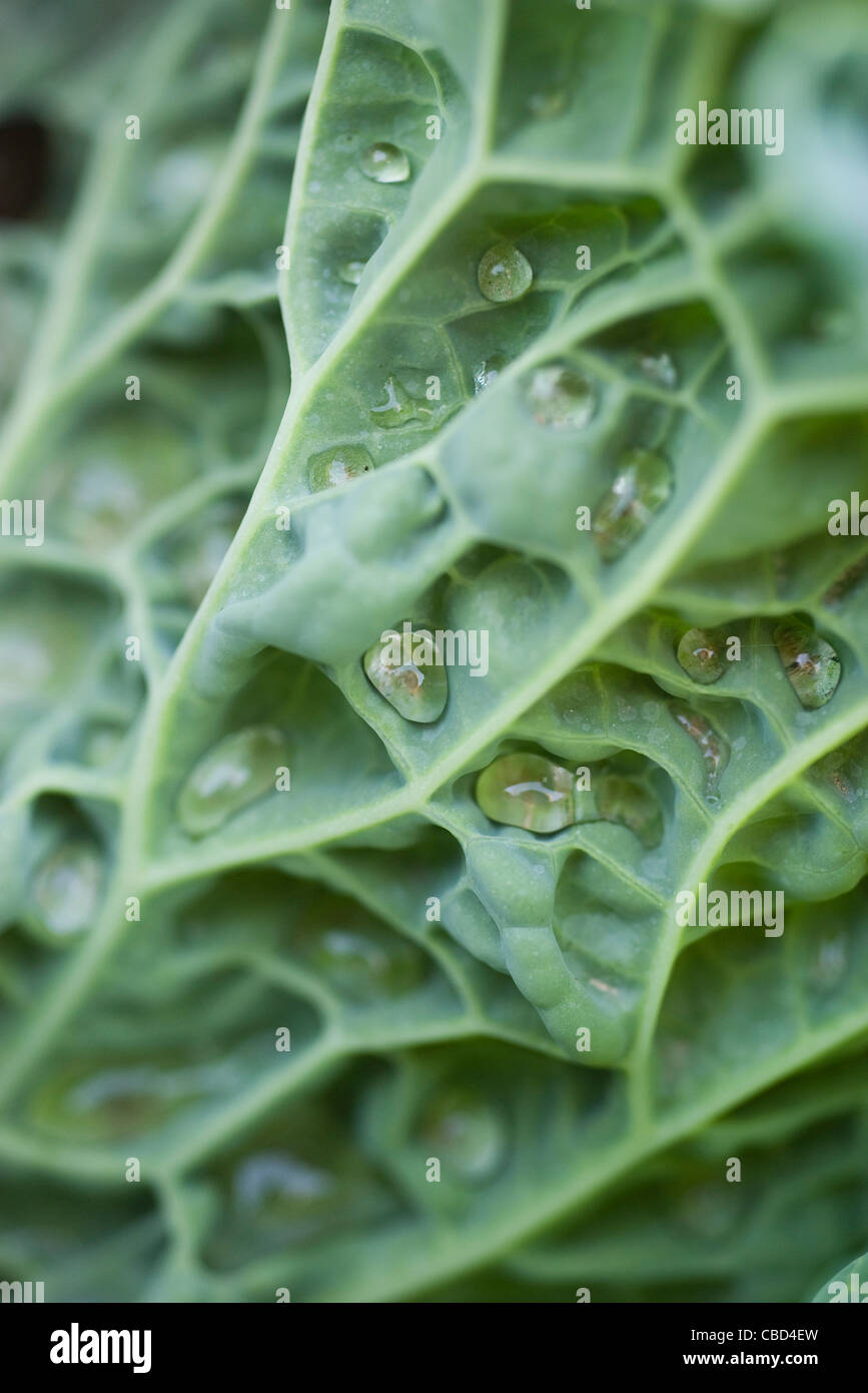 Dewdrop on leaf macro view hi-res stock photography and images - Alamy