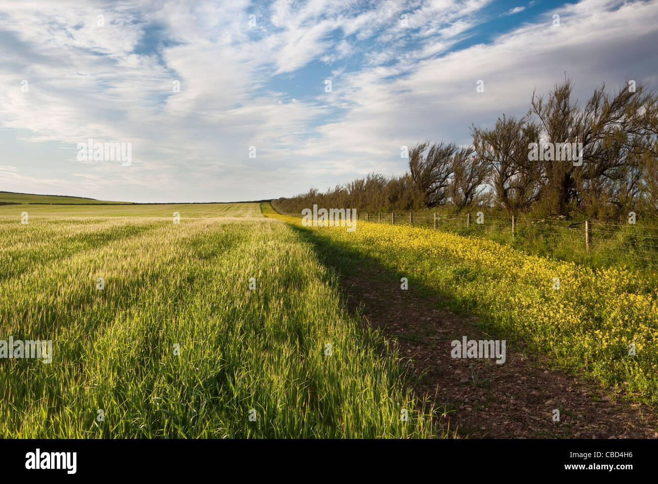 Wheat fields at Pentire in Cornwall, England, UK Stock Photo - Alamy