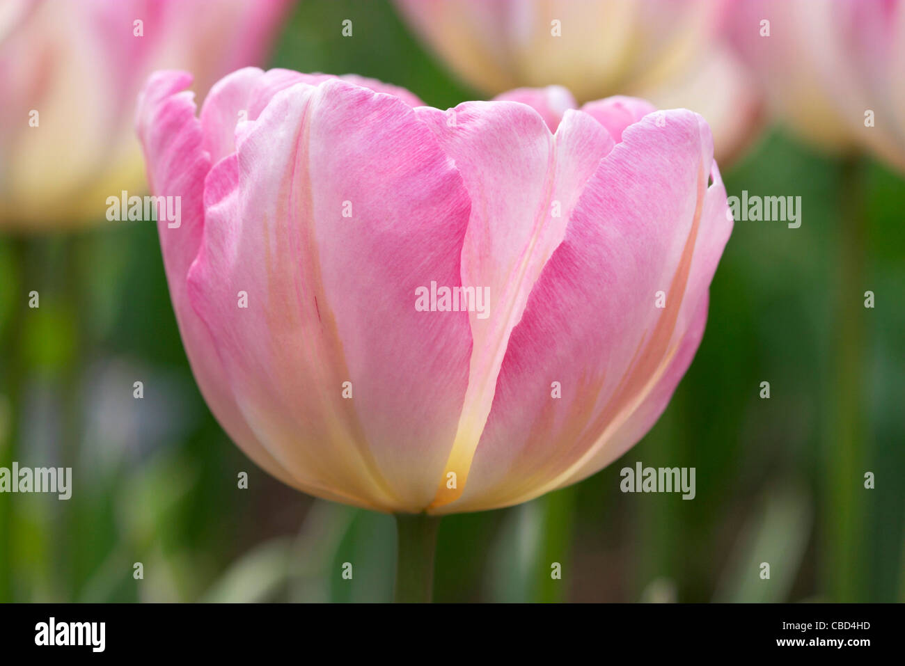 Tulip 'New Design' Stock Photo - Alamy