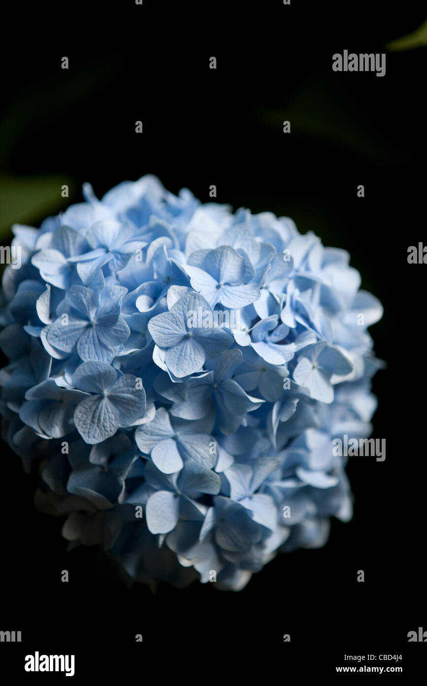A blue Hydrangea flower Stock Photo - Alamy