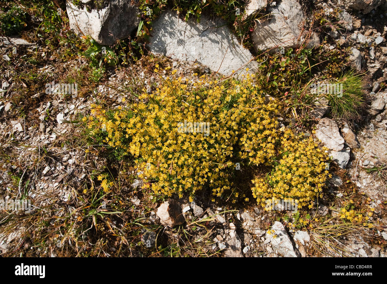 Saxifrage aizoides, Yellow Mountain Saxifrage growing in stony ground ...