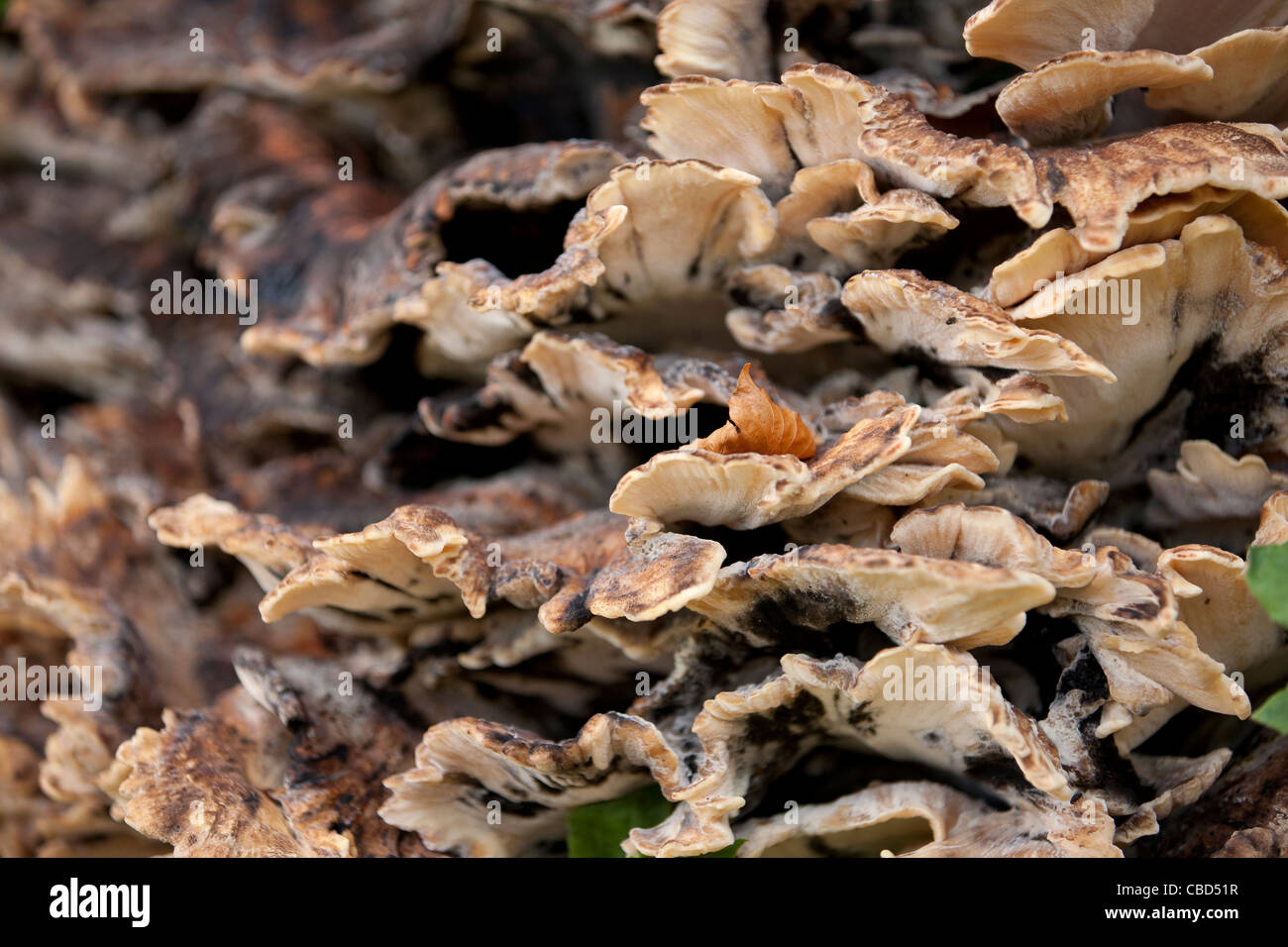 Species of tree fungus hi-res stock photography and images - Alamy