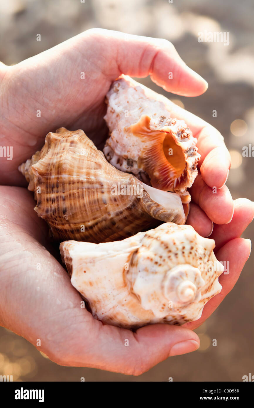 Close up of woman holding seashells Stock Photo - Alamy