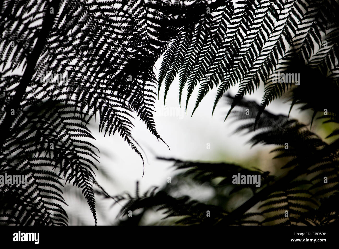Fern tree leaves Stock Photo - Alamy