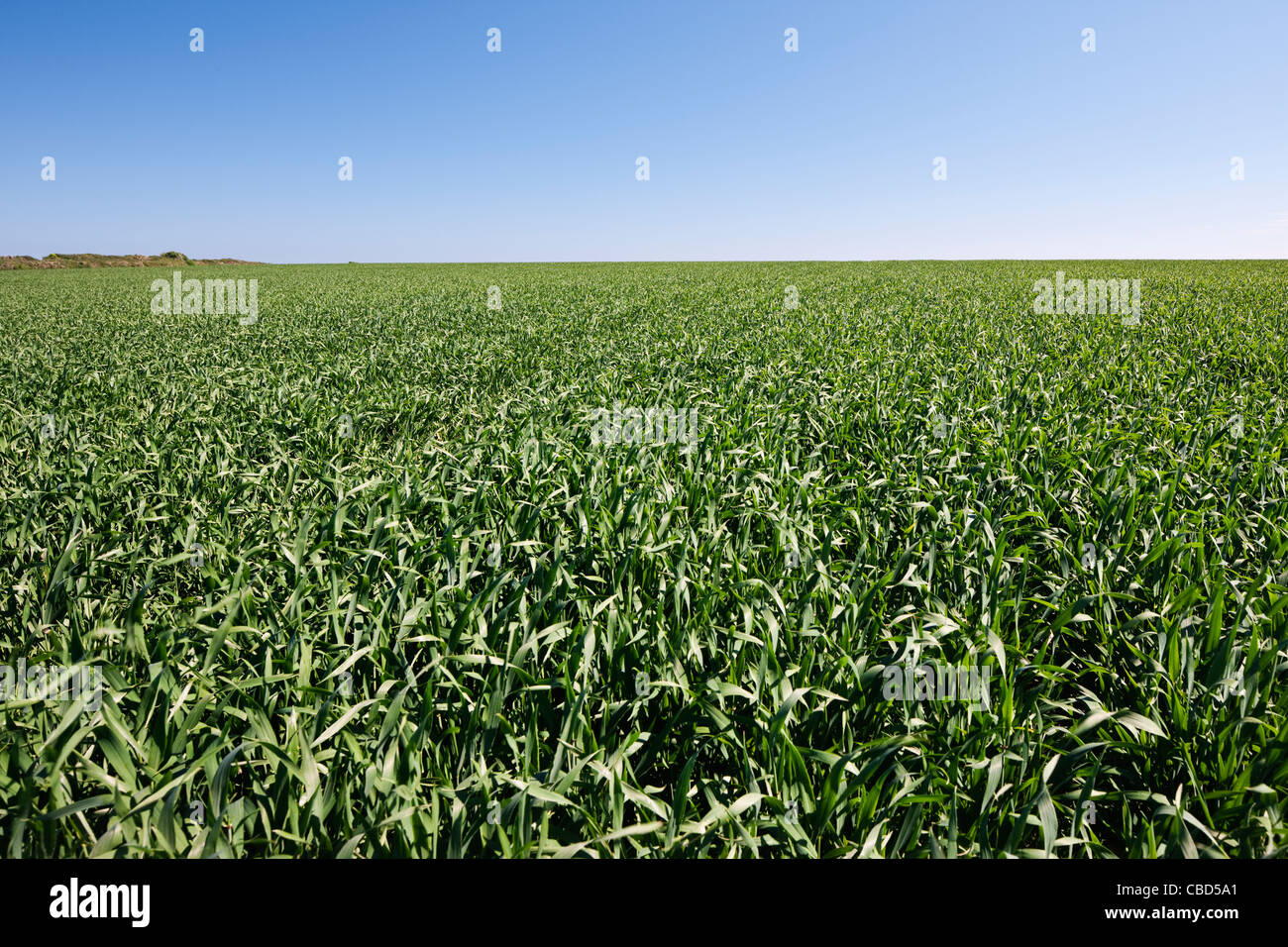 Cornfield near Polperro in Cornwall, England, UK Stock Photo - Alamy