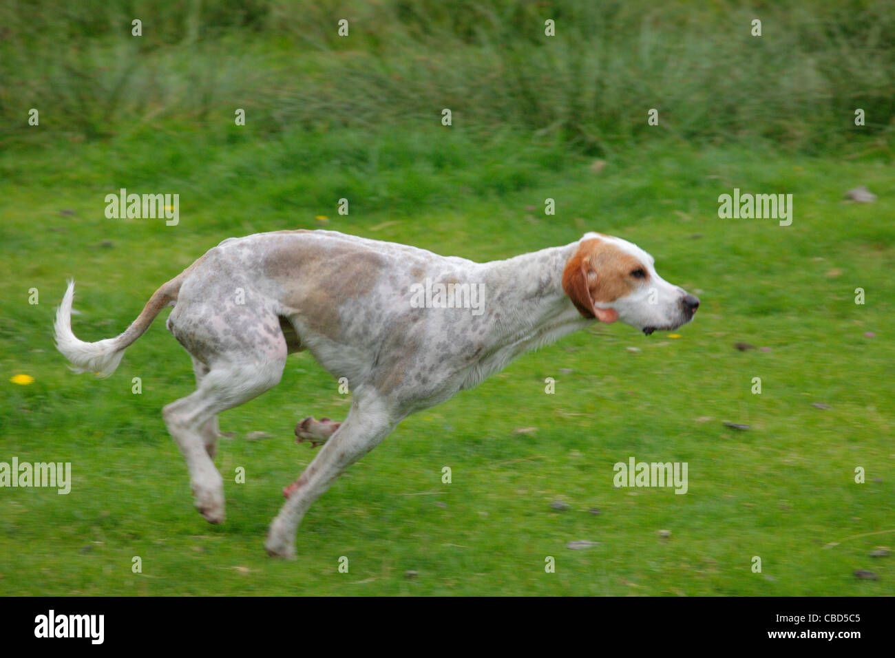 Trail hound finishing the race at Ambleside Sports, The Lake District ...