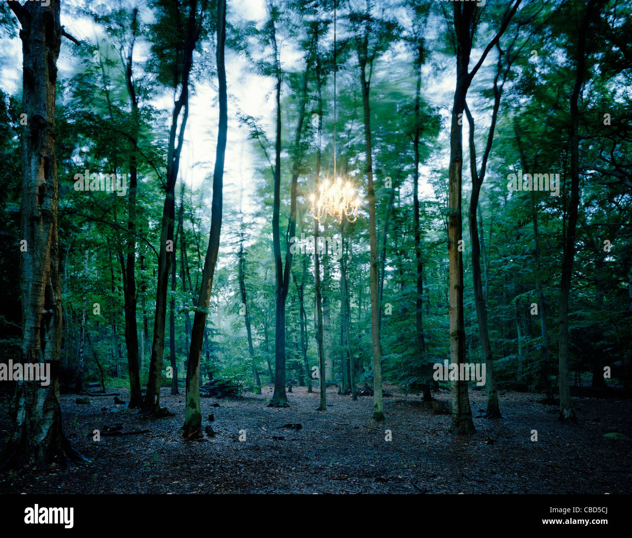 Lights hanging from tree in forest Stock Photo - Alamy