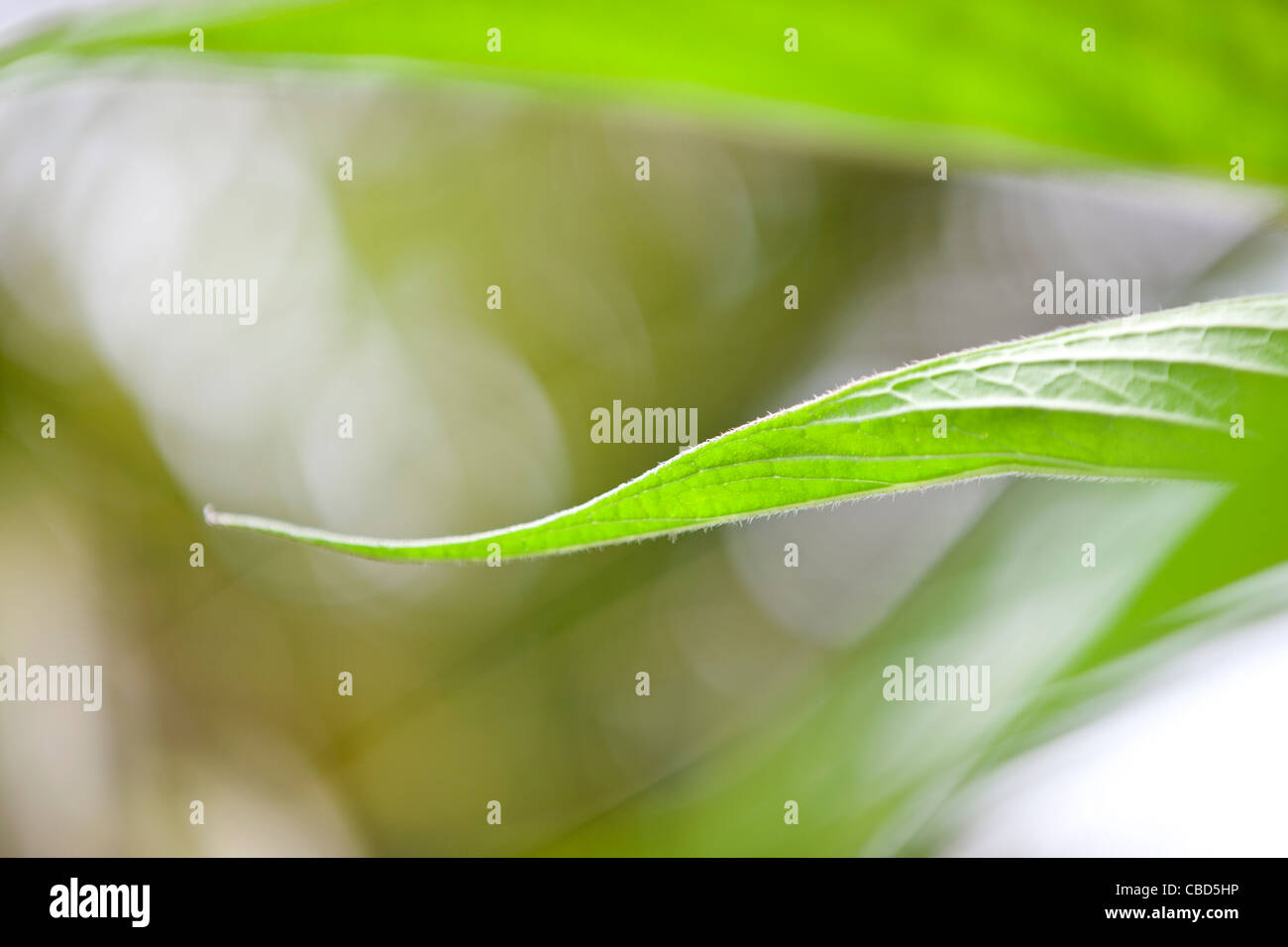Curved Leaf High Resolution Stock Photography and Images - Alamy