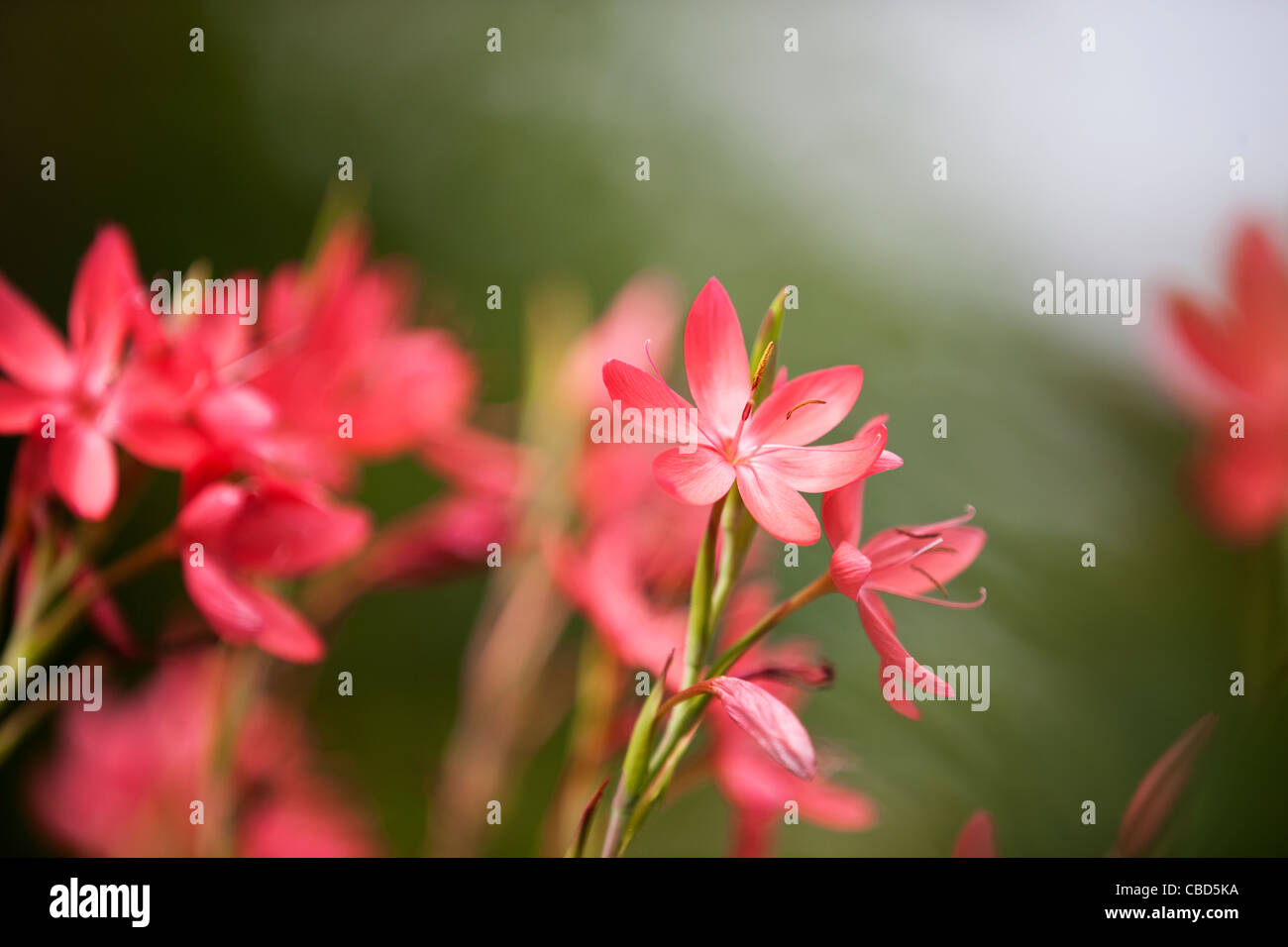 Hesperantha coccinea hi-res stock photography and images - Alamy