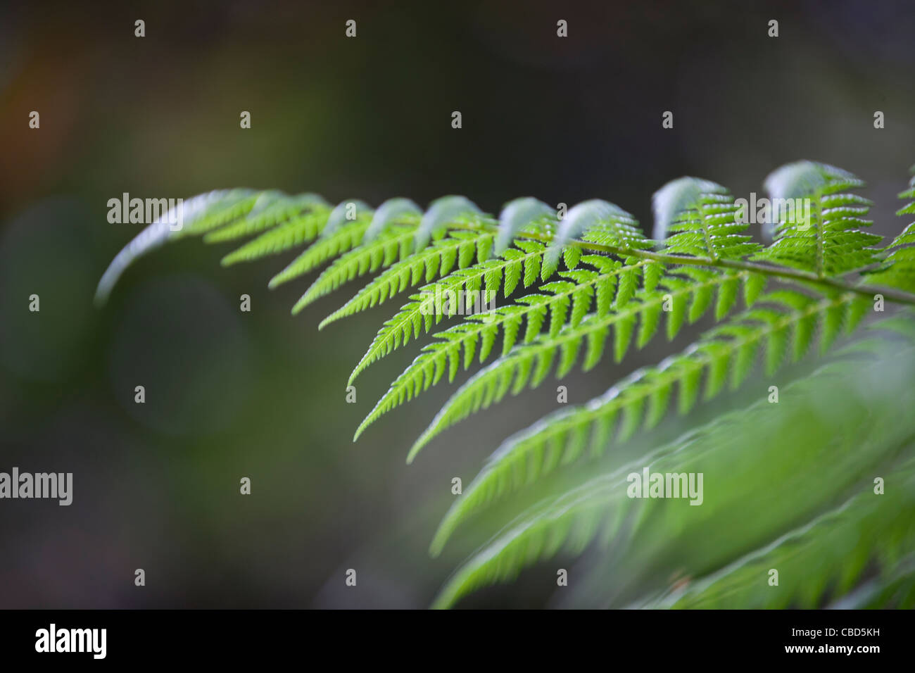 Fern tree leaves Stock Photo - Alamy