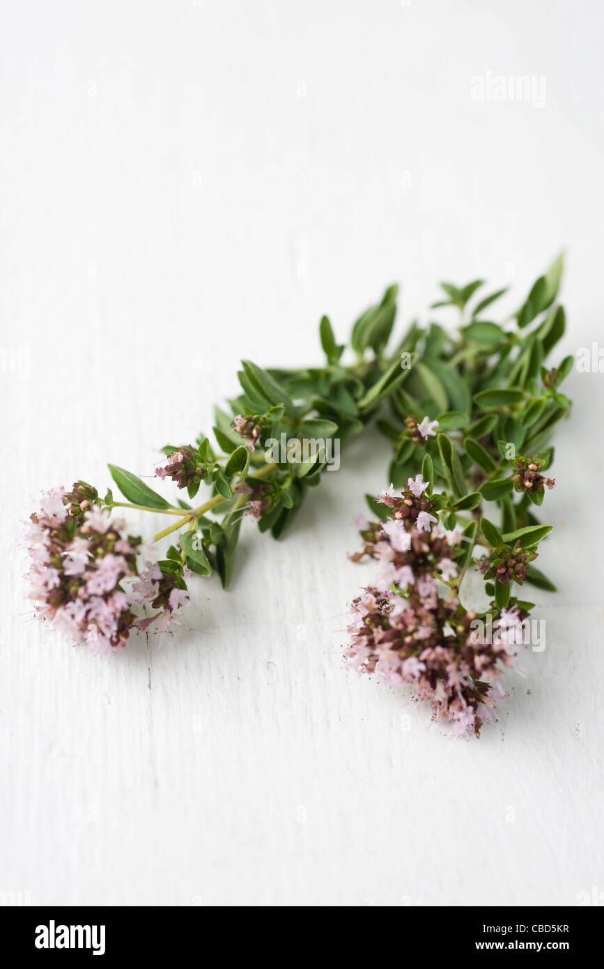 Oregano colour hi-res stock photography and images - Alamy