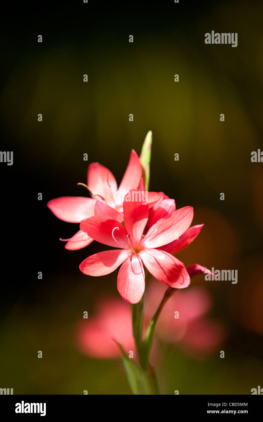 Red Hesperantha coccinea flowers Stock Photo - Alamy