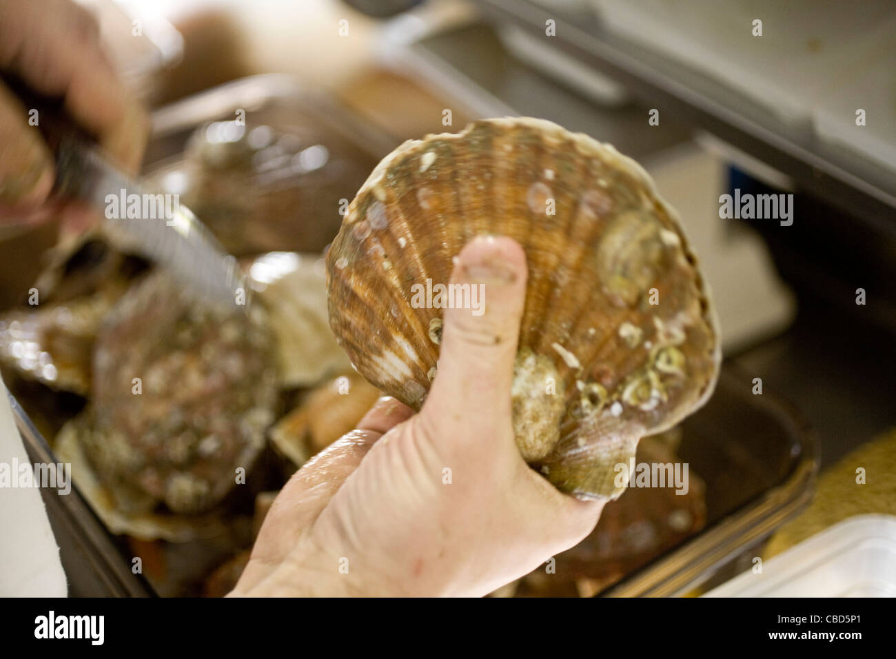 Preparing fresh scallops Stock Photo - Alamy