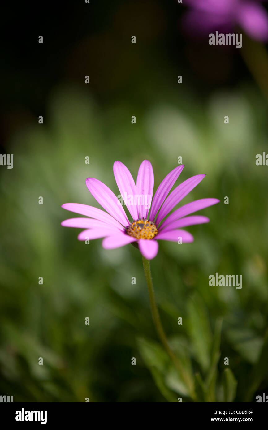A purple ox-eye daisy, close-up Stock Photo - Alamy