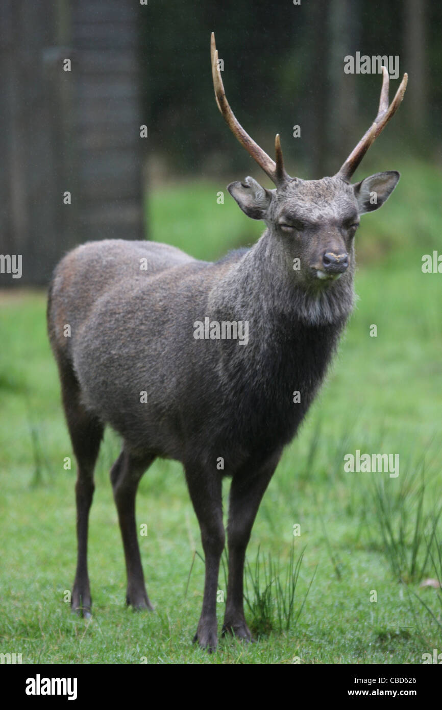 Sika deer in Gortin Glen Forest Park, Omagh, county Tyrone, Northern ...