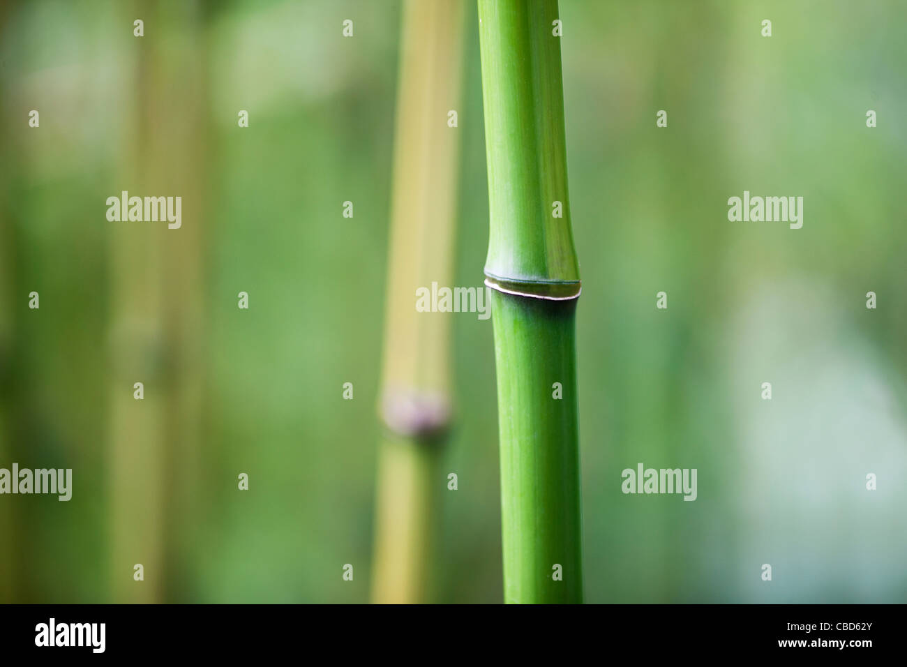 Evergreen Bamboo Bamboos Stock Photos & Evergreen Bamboo Bamboos Stock ...