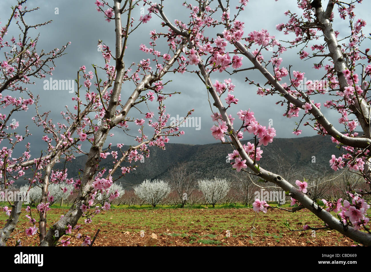 Anjar, Anti-Lebanon mountain range, Syrian border with Lebanon, spring ...