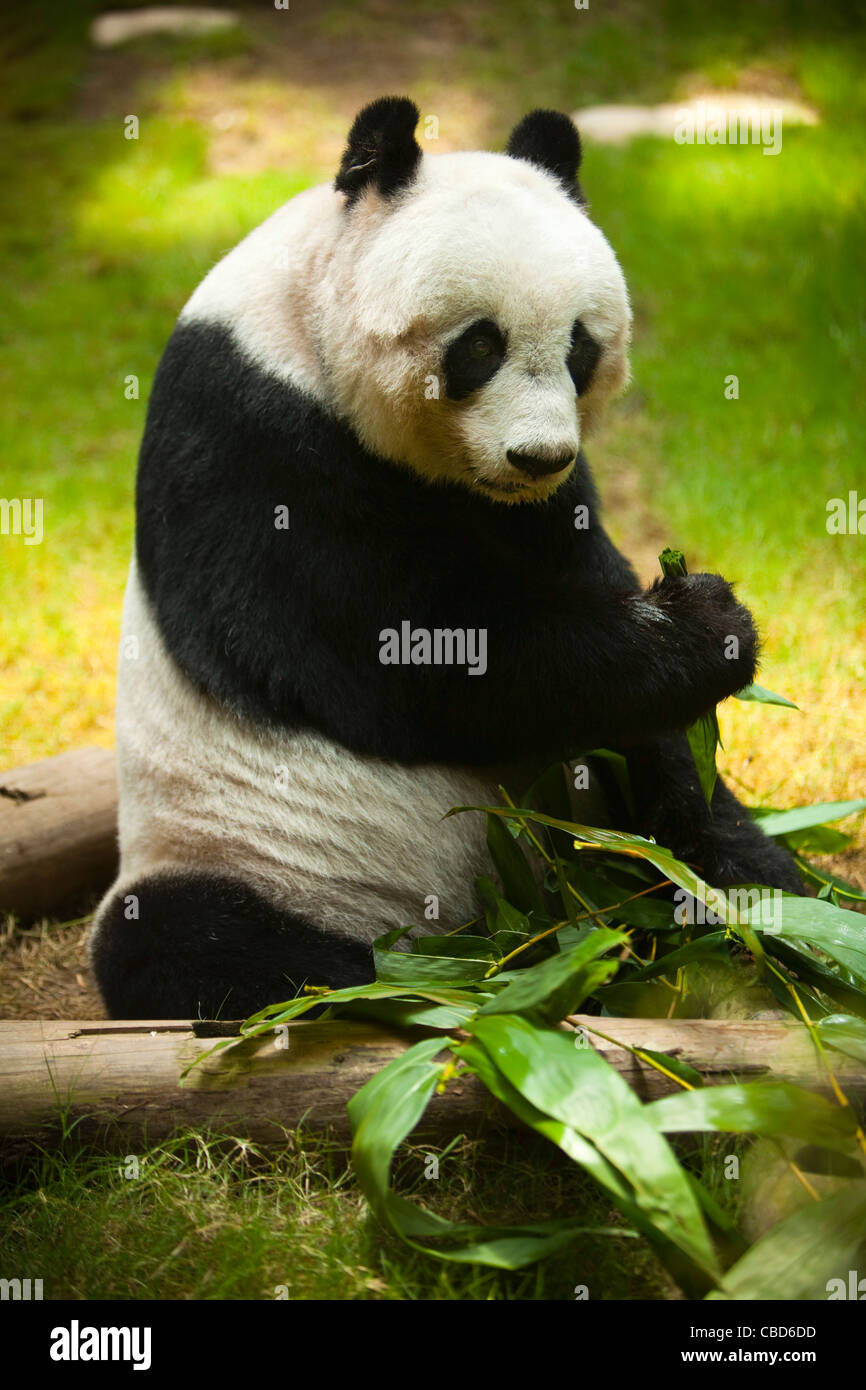 Giant Panda, Ocean Park, Hong Kong, China Stock Photo - Alamy