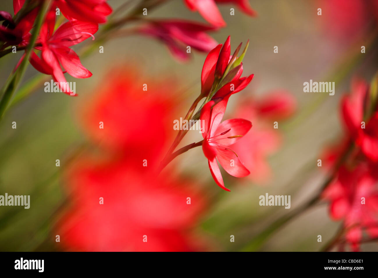 Red Hesperantha coccinea flowers Stock Photo - Alamy