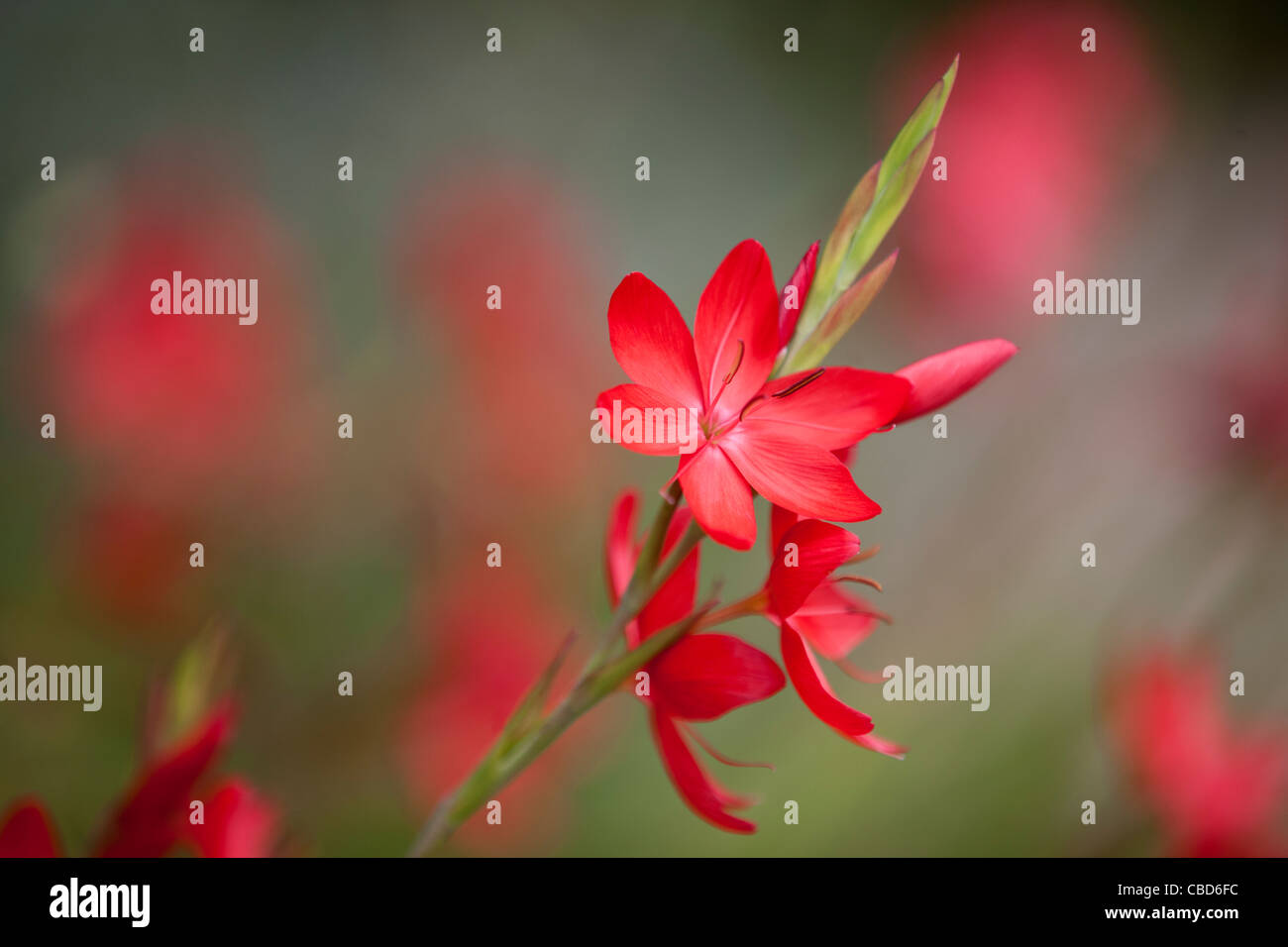 Red Hesperantha coccinea flowers Stock Photo - Alamy