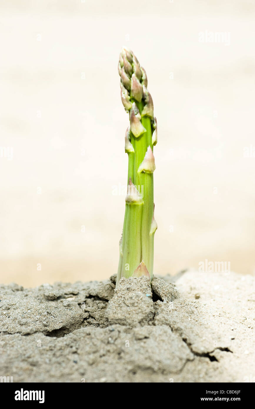 Single asparagus hi-res stock photography and images - Alamy