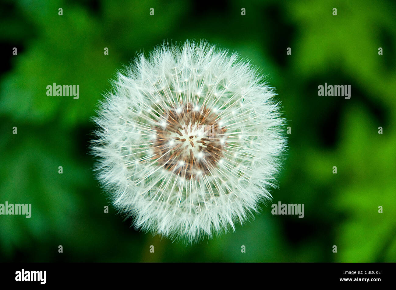 Dandelionhead hi-res stock photography and images - Alamy