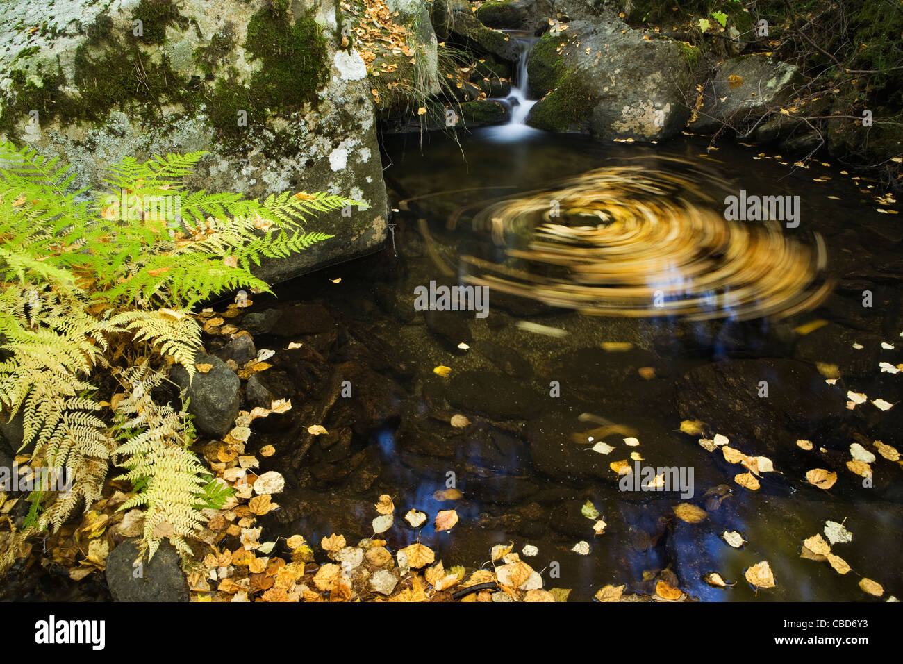 Pond eddy hi-res stock photography and images - Alamy