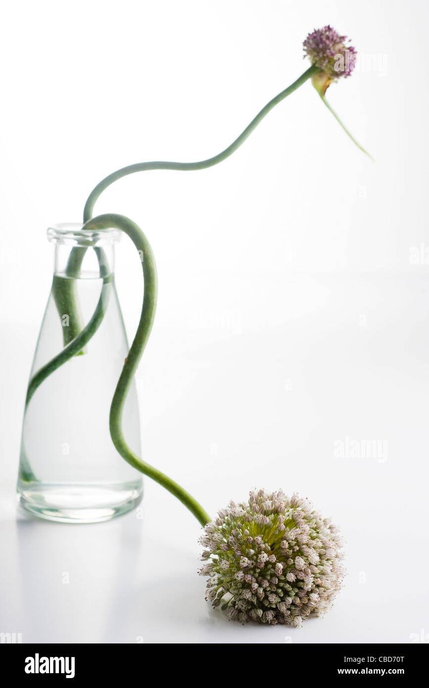 Alliums vase hi-res stock photography and images - Alamy