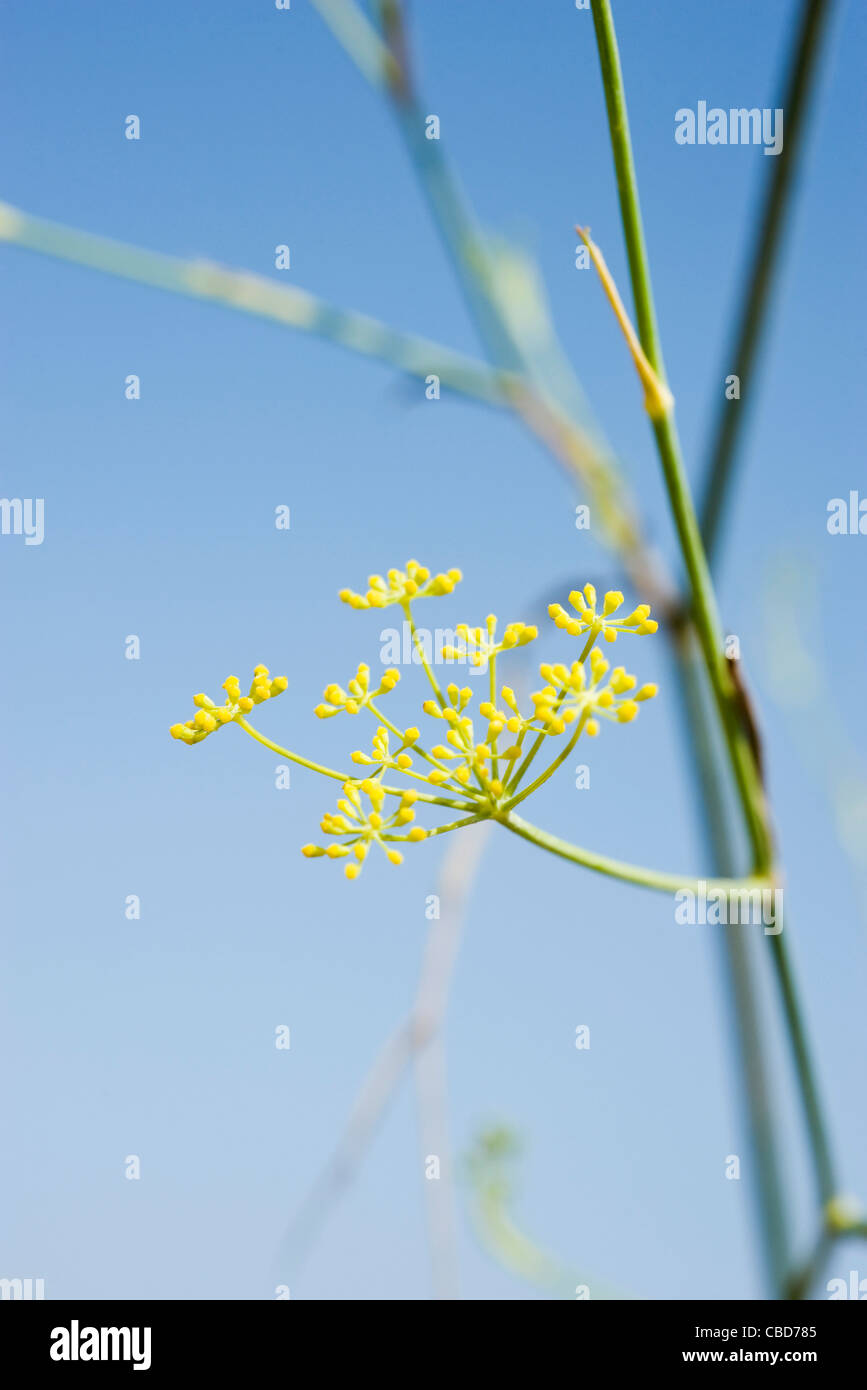 Stalk without flower hi-res stock photography and images - Alamy