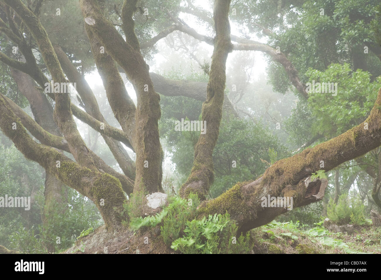 Mossy tree growing in foggy forest Stock Photo - Alamy