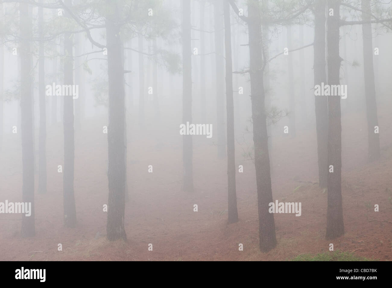 Trees growing in foggy forest Stock Photo - Alamy