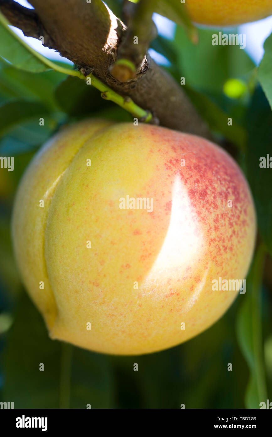 Nectarine trees hi-res stock photography and images - Alamy