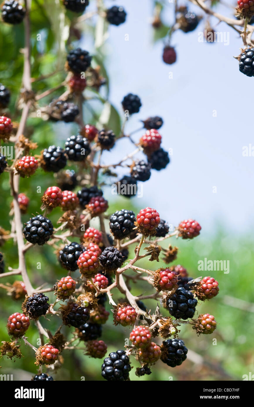 Blackberries growing on bush Stock Photo - Alamy
